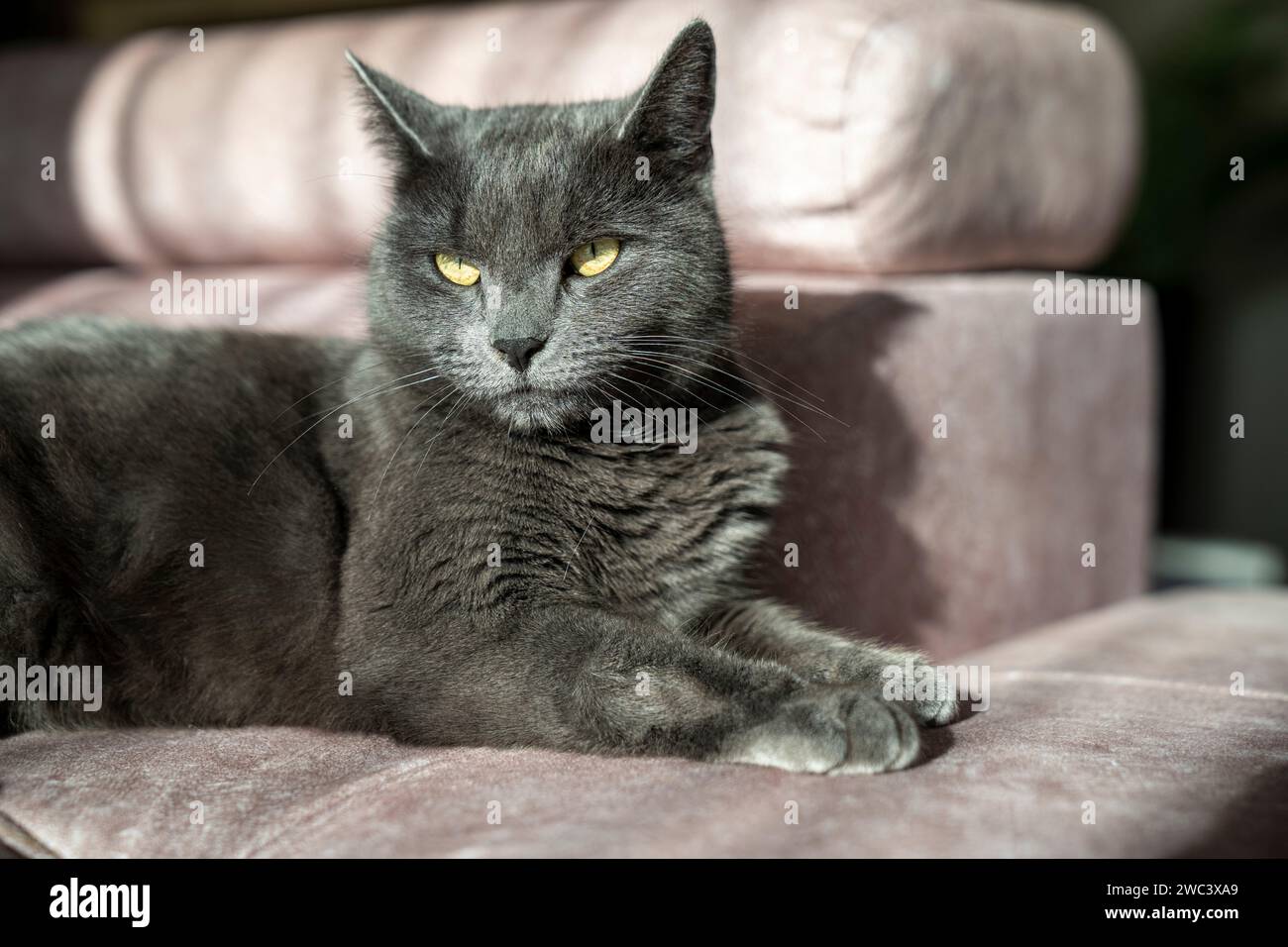 A charming picture of a British or Russian blue shorthair gray cat. The ...