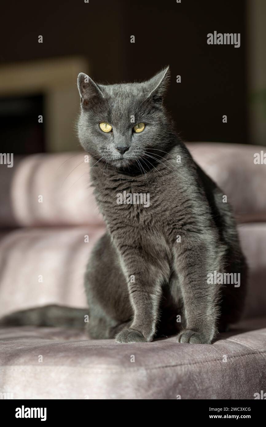 A charming picture of a British or Russian blue shorthair gray cat. The ...