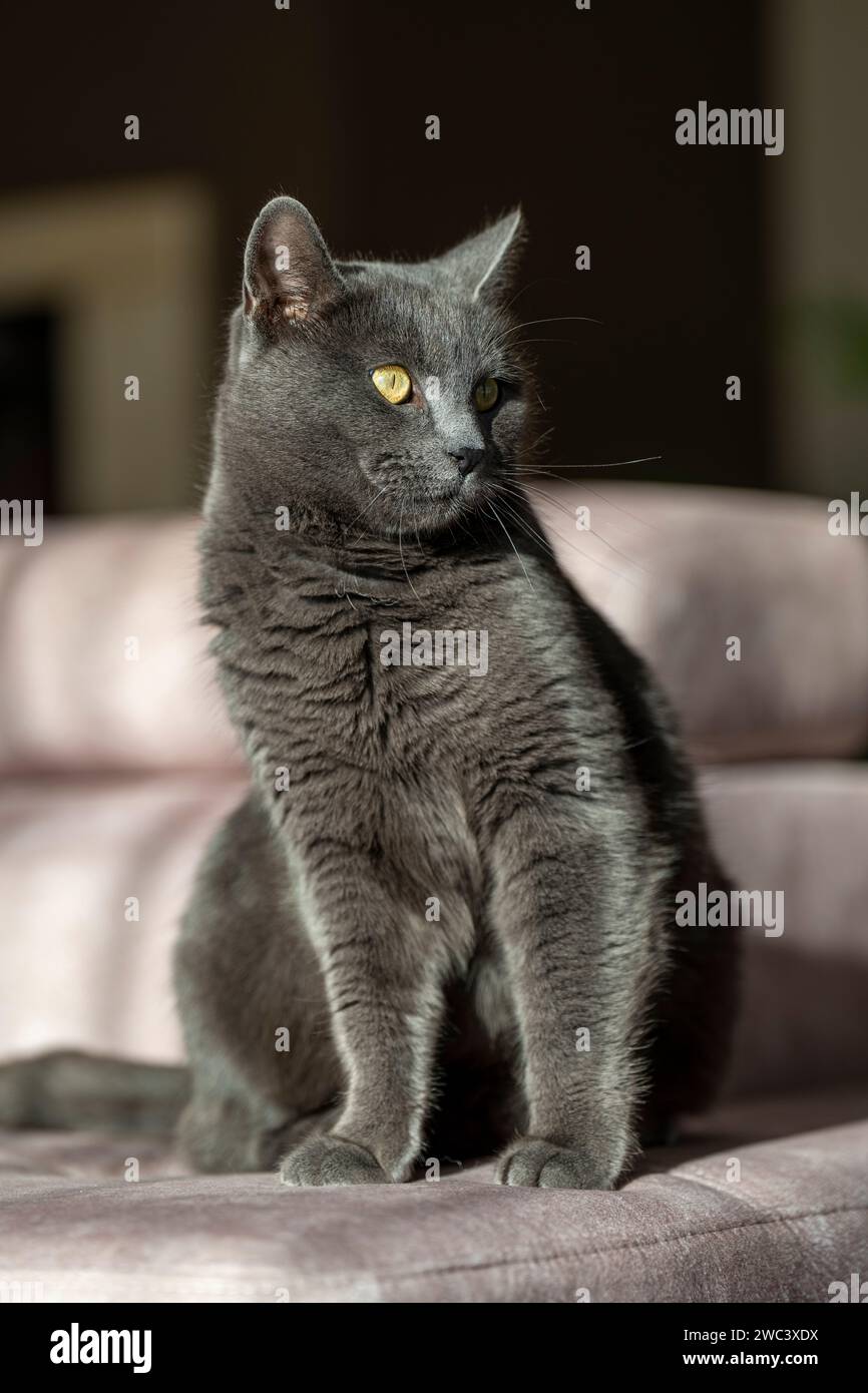 A charming picture of a British or Russian blue shorthair gray cat. The ...