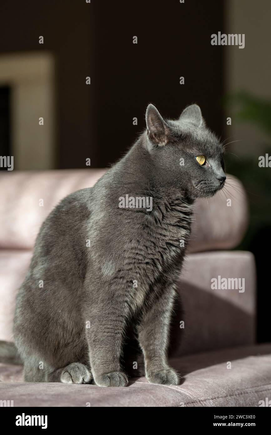 A charming picture of a British or Russian blue shorthair gray cat. The ...