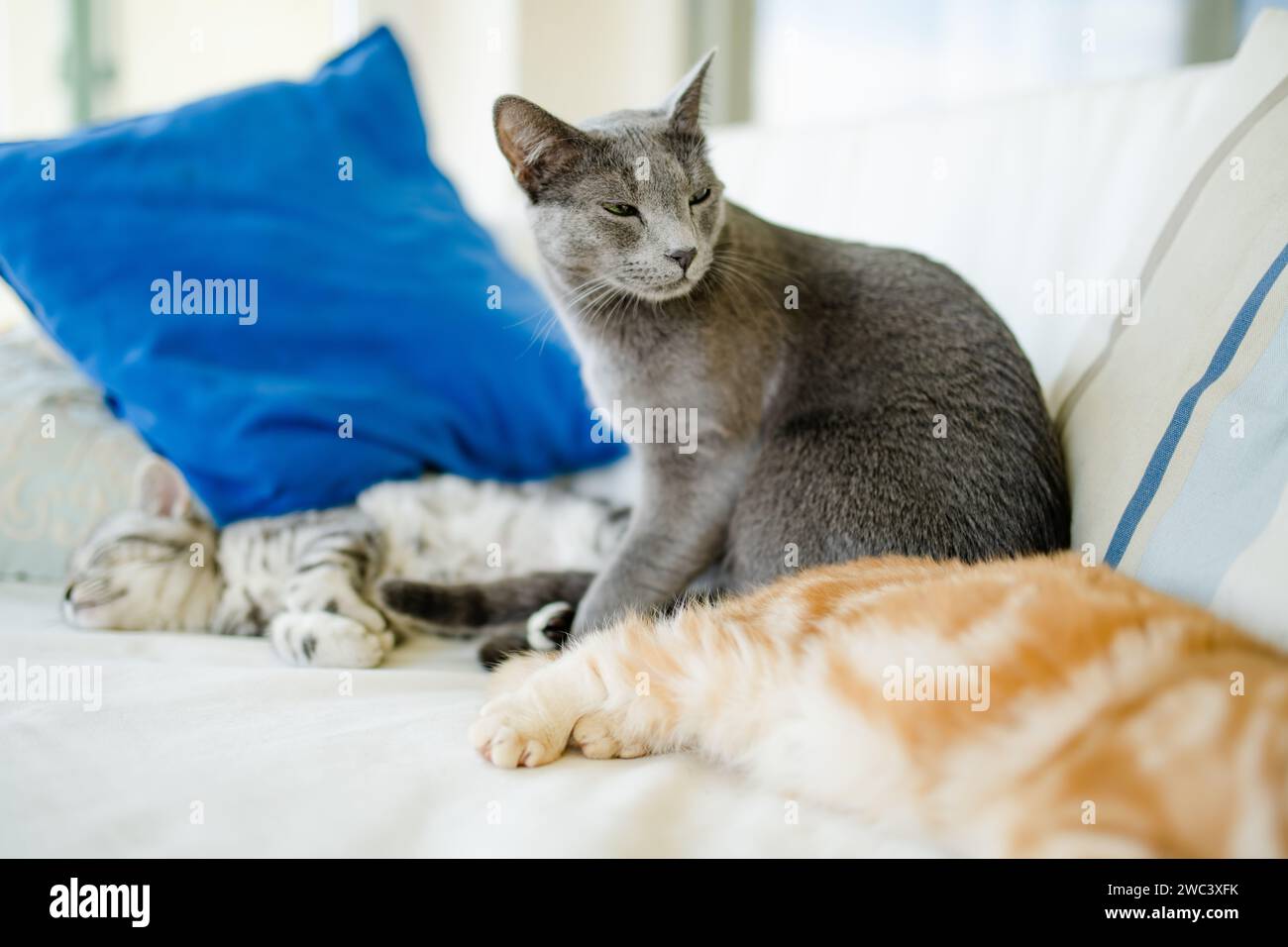 Red Scottish fold, British shorthair silver tabby and Russian Blue ...