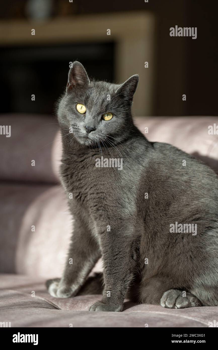 A charming picture of a British or Russian blue shorthair gray cat. The ...