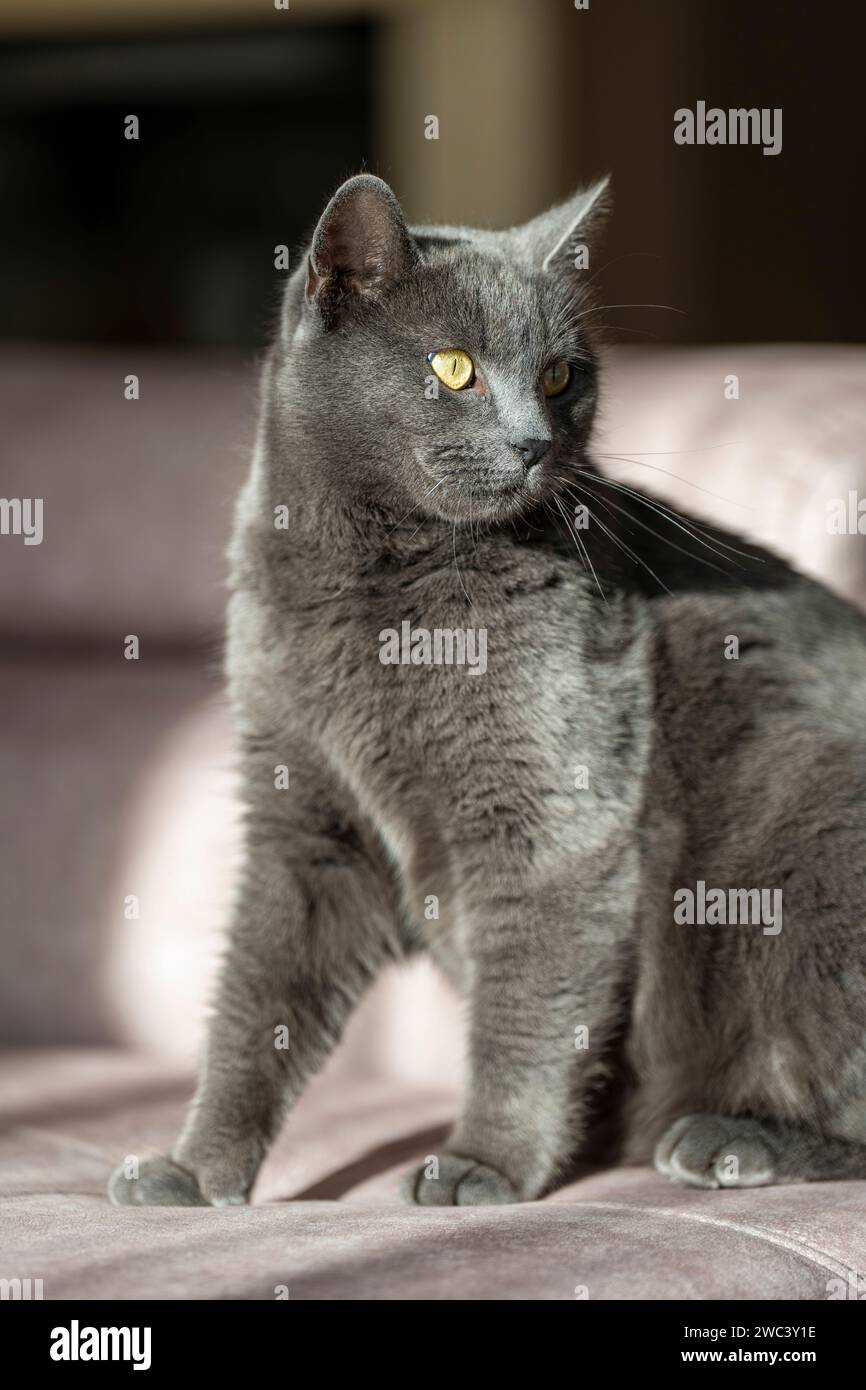 A charming picture of a British or Russian blue shorthair gray cat. The ...
