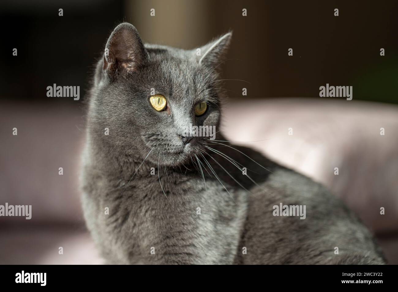 A charming picture of a British or Russian blue shorthair gray cat. The ...