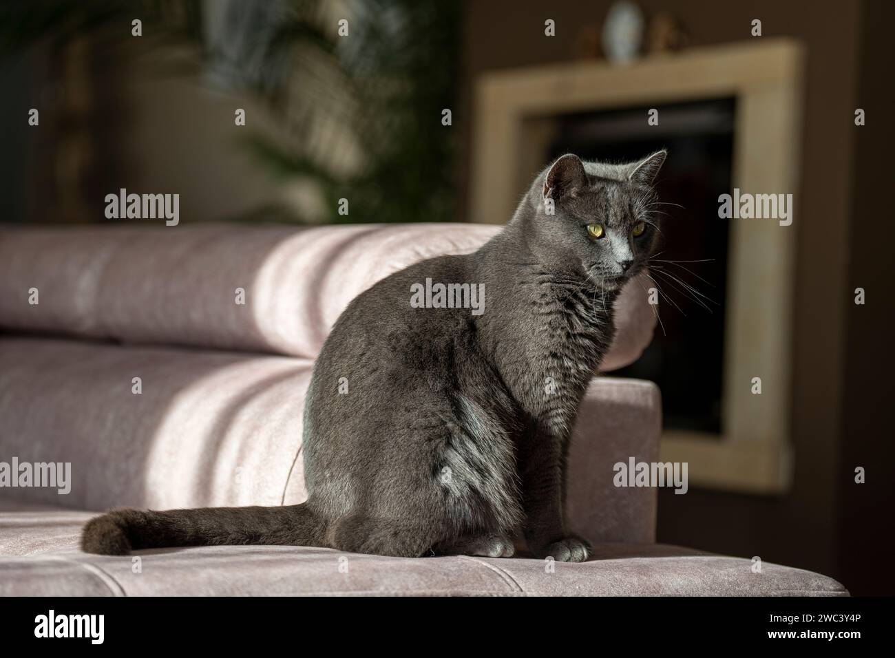 A charming picture of a British or Russian blue shorthair gray cat. The ...