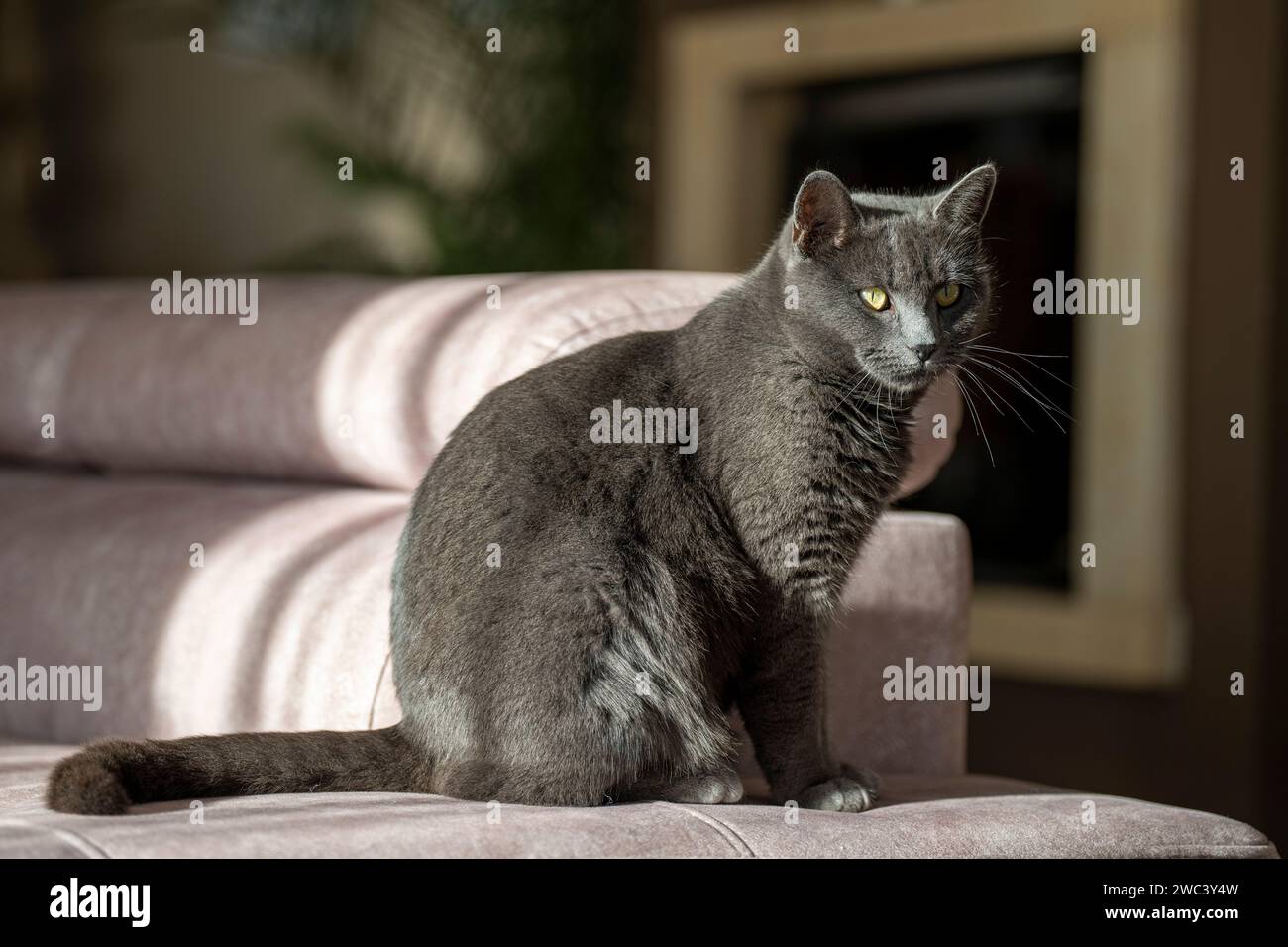 A charming picture of a British or Russian blue shorthair gray cat. The ...
