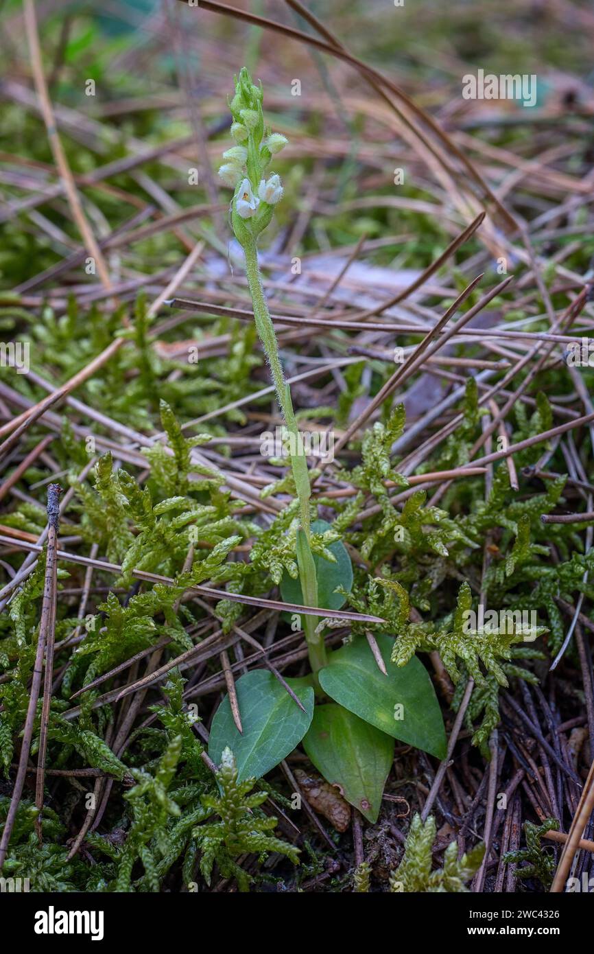 Creeping lady's-tresses (Goodyera repens), Orchidaceae. rhizomatous ...