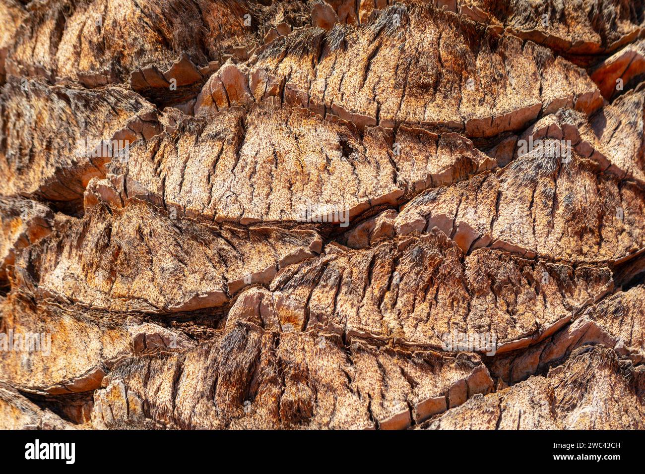 Coconut palm tree bark closeup. Natural background and texture Stock ...