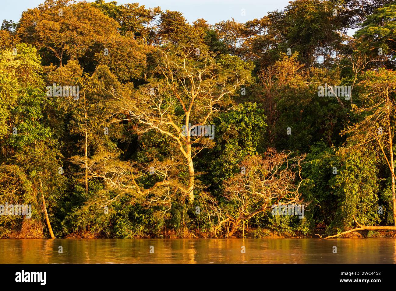 Lush trees and vegetation of the Borneo rainforest growing along the ...