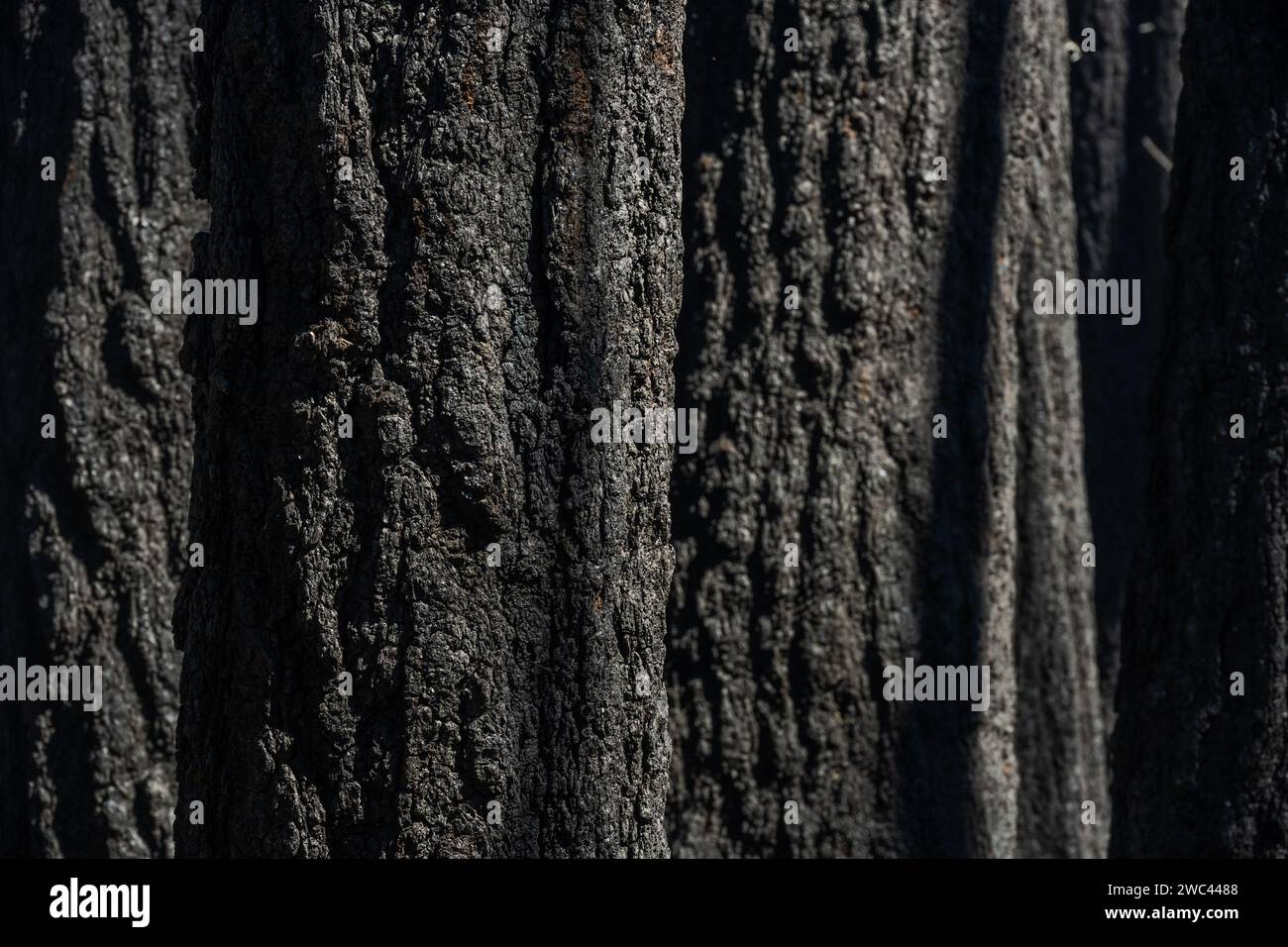 Layers Of Blackened Tree Trunks In Lassen Volcanic National Park Stock ...