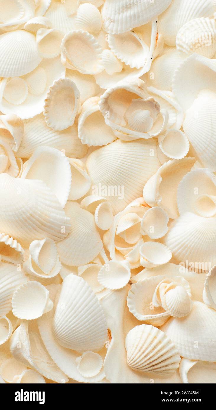 Nostalgia beach shells hi-res stock photography and images - Alamy