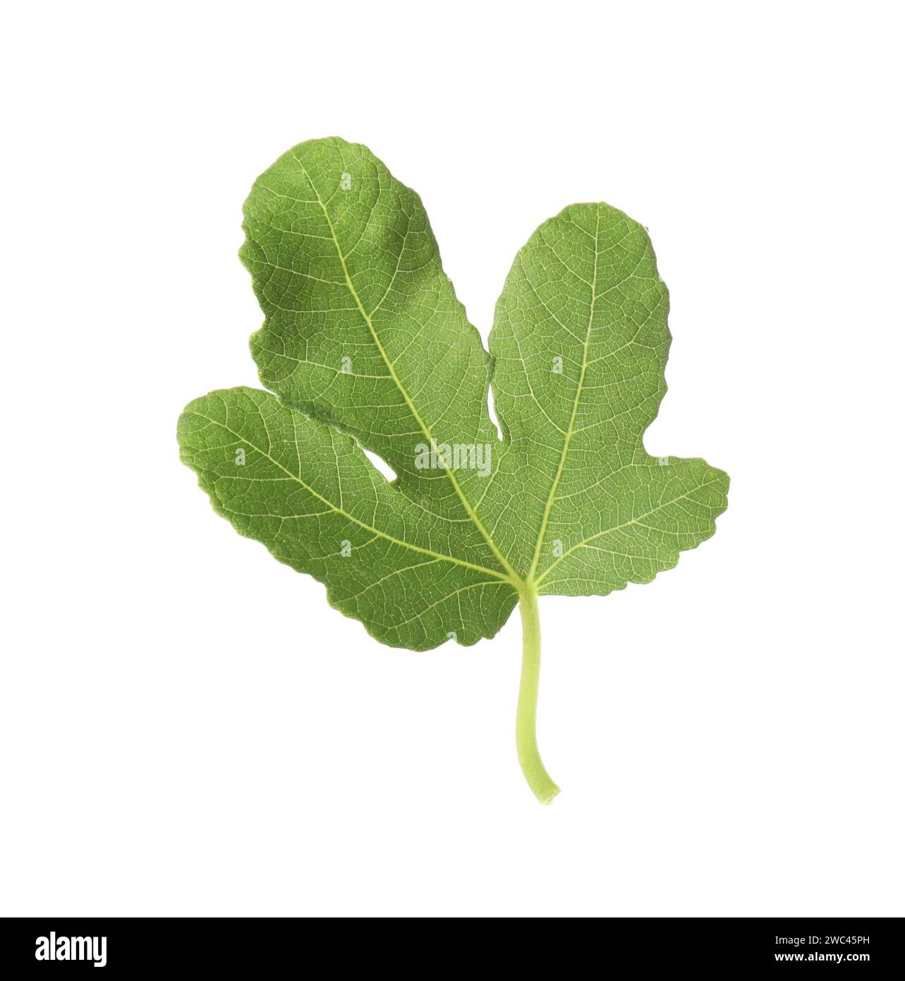 One green leaf of fig tree isolated on white Stock Photo - Alamy
