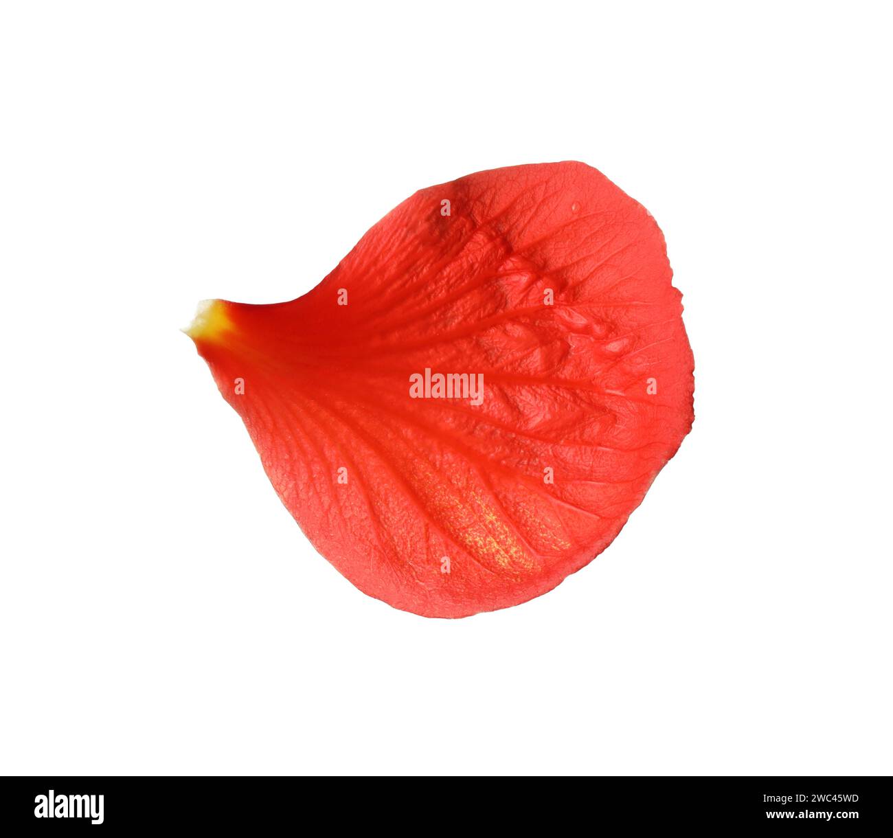 Beautiful red hibiscus petal isolated on white Stock Photo - Alamy