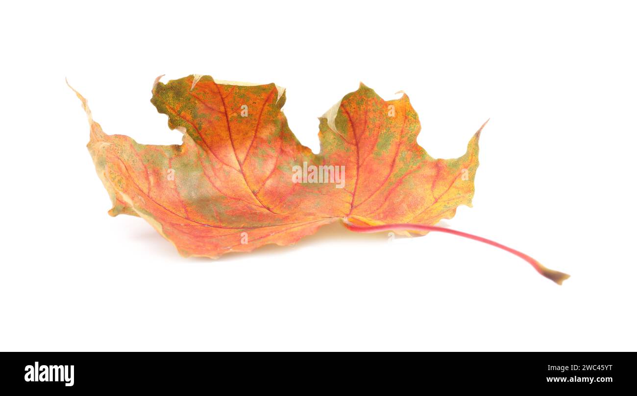 Autumn season. One maple leaf isolated on white Stock Photo - Alamy