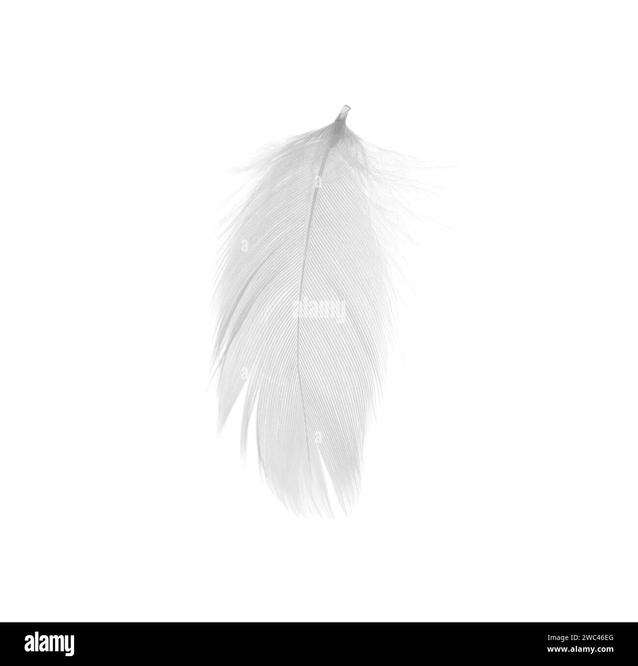 Beautiful fluffy bird feather isolated on white Stock Photo - Alamy