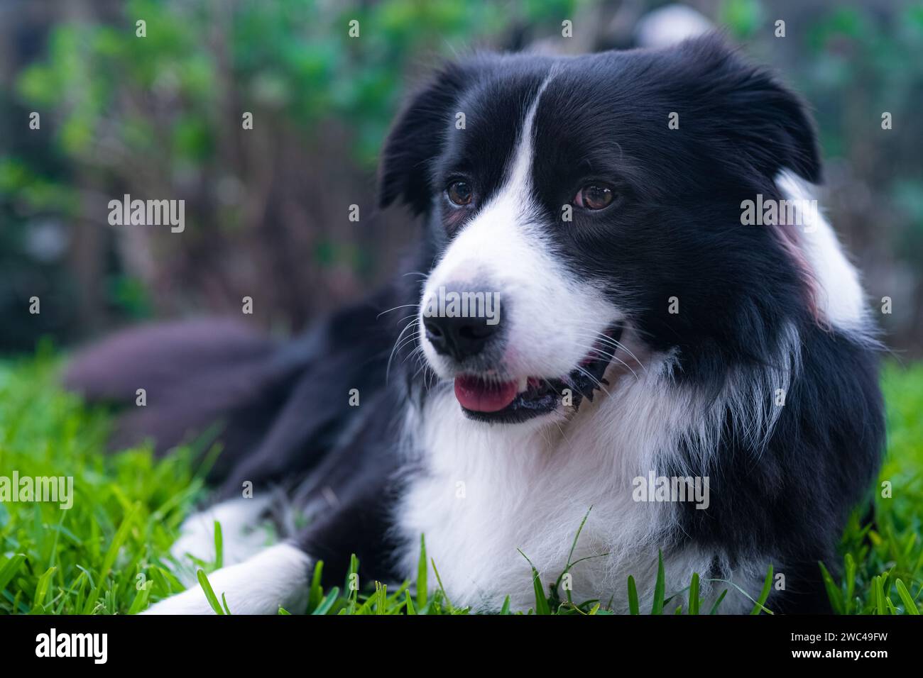 Border Collie puppy. Portrait of a dog resting on the grass in the park ...