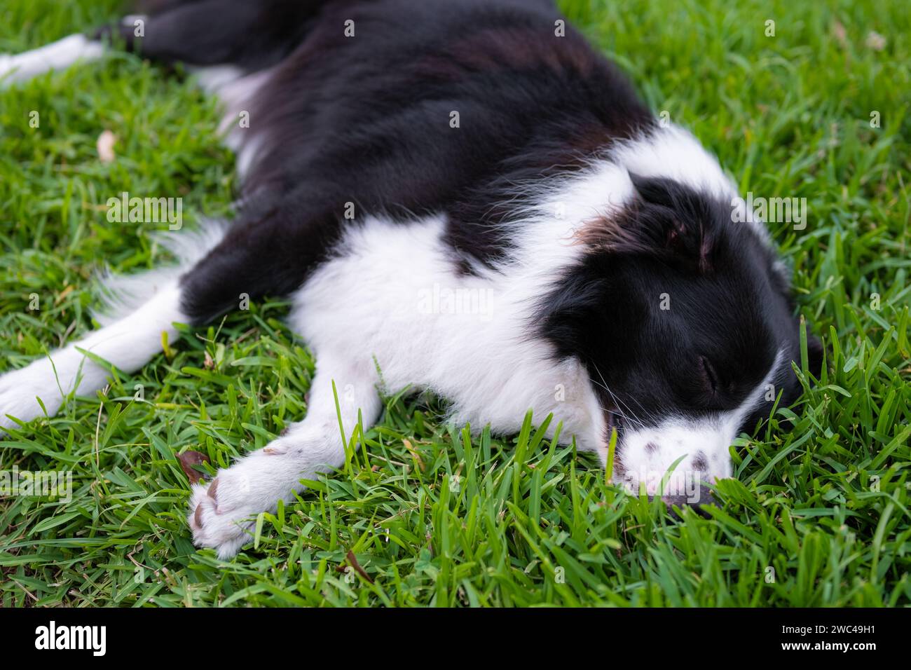 Border Collie puppy. Portrait of a dog resting on the grass in the park ...