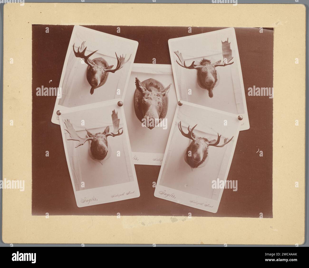 Composition of five photos with elanden's antlers, William Inglis ...