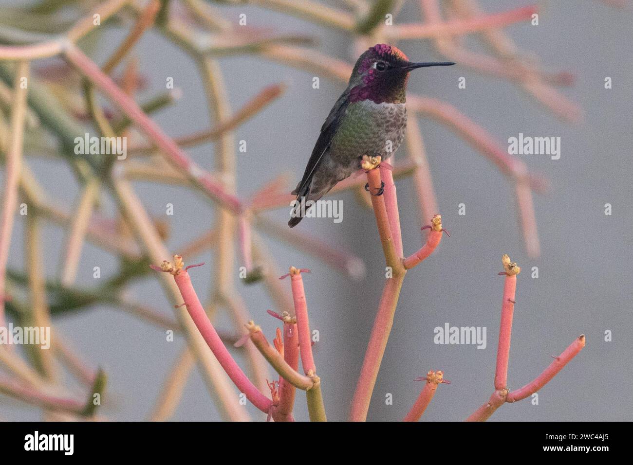 Firestick cactus hi-res stock photography and images - Alamy