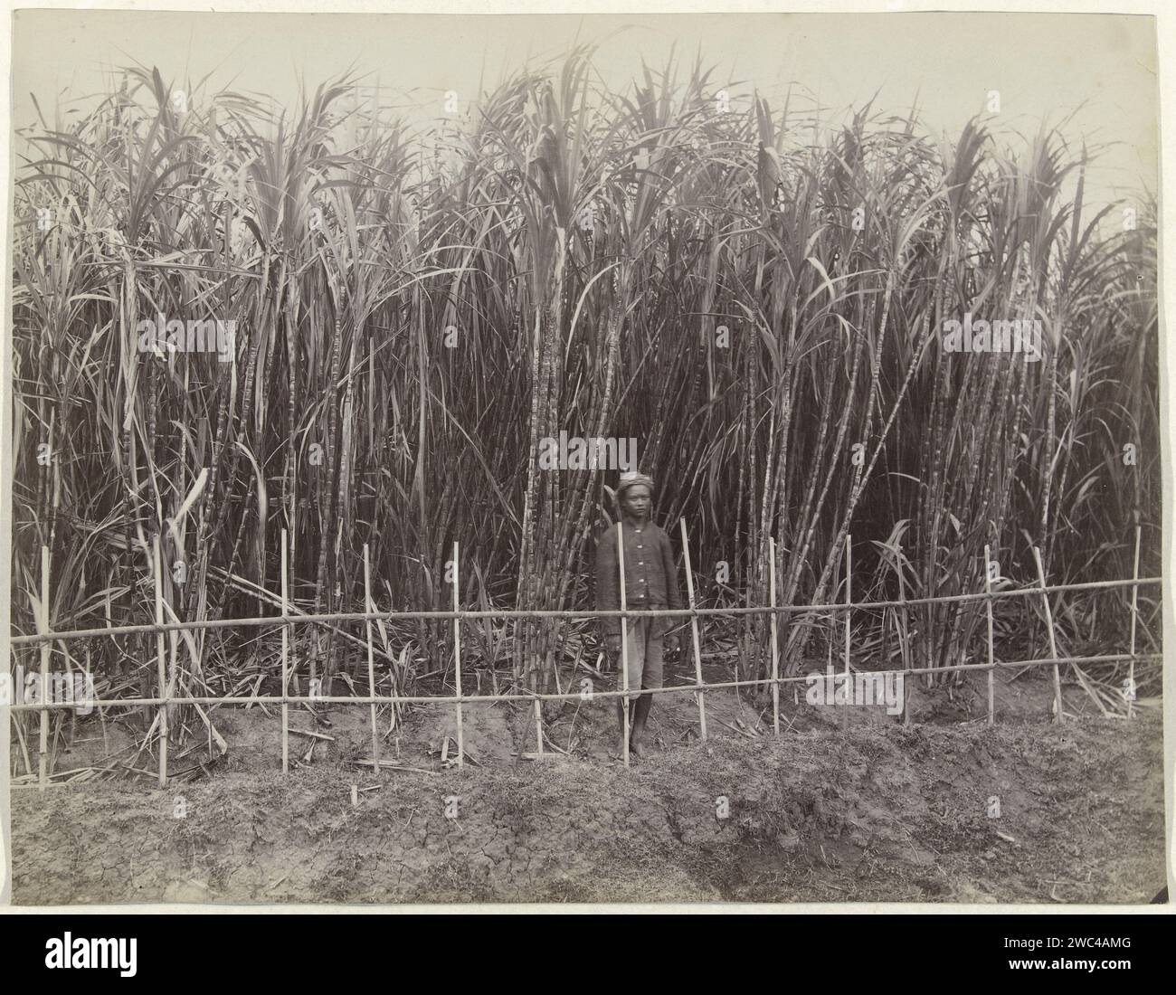 Contract worker behind a fence for a sugar cane field, Anonymous, 1870 ...