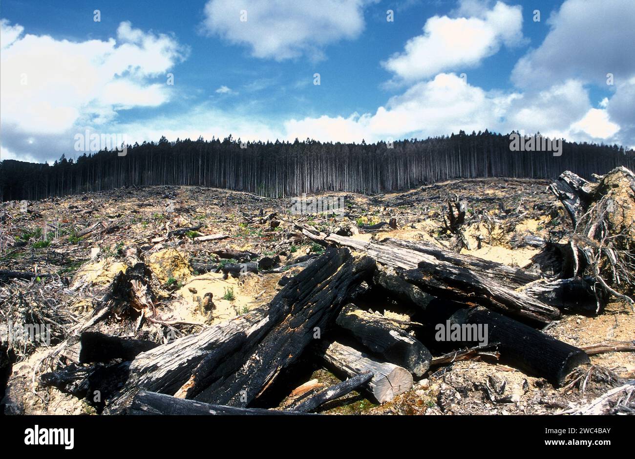 Environmental destruction hi-res stock photography and images - Alamy