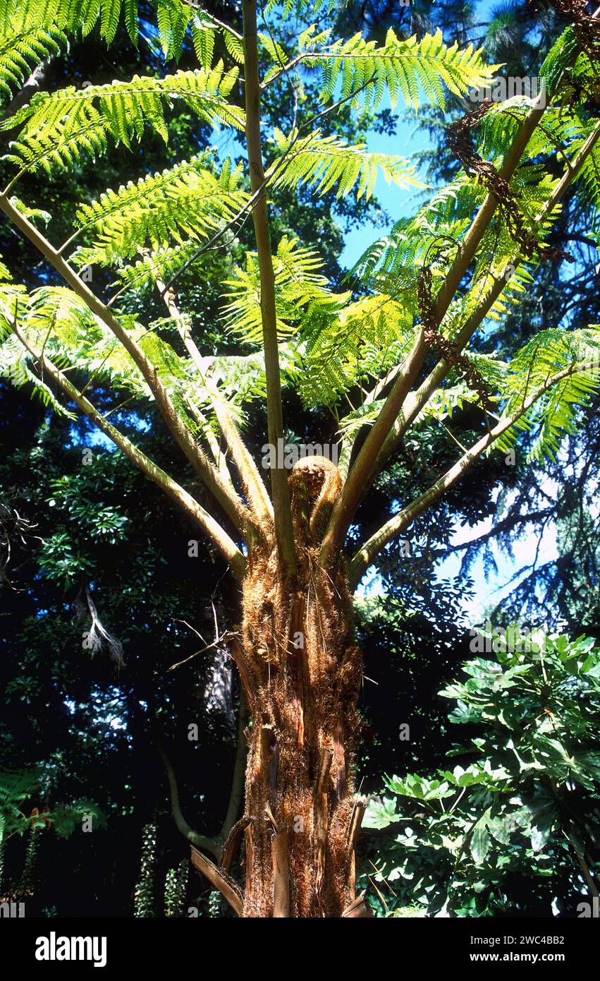 Tree ferns australia hi-res stock photography and images - Alamy
