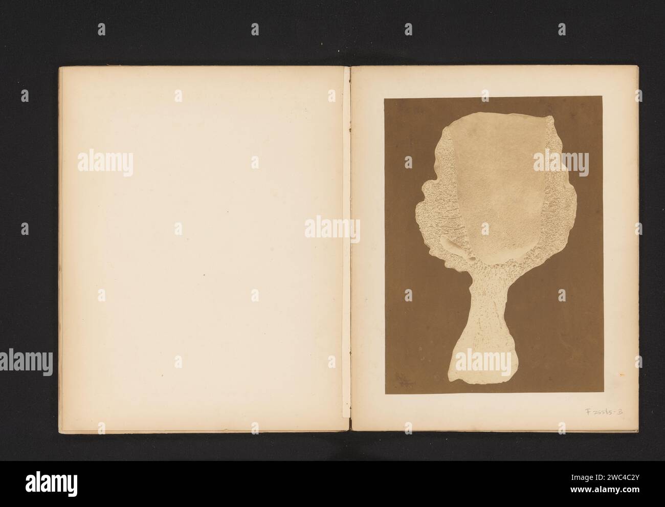 Cross -section of a sponge of the kind of Poterion Neptuni, Willem ...