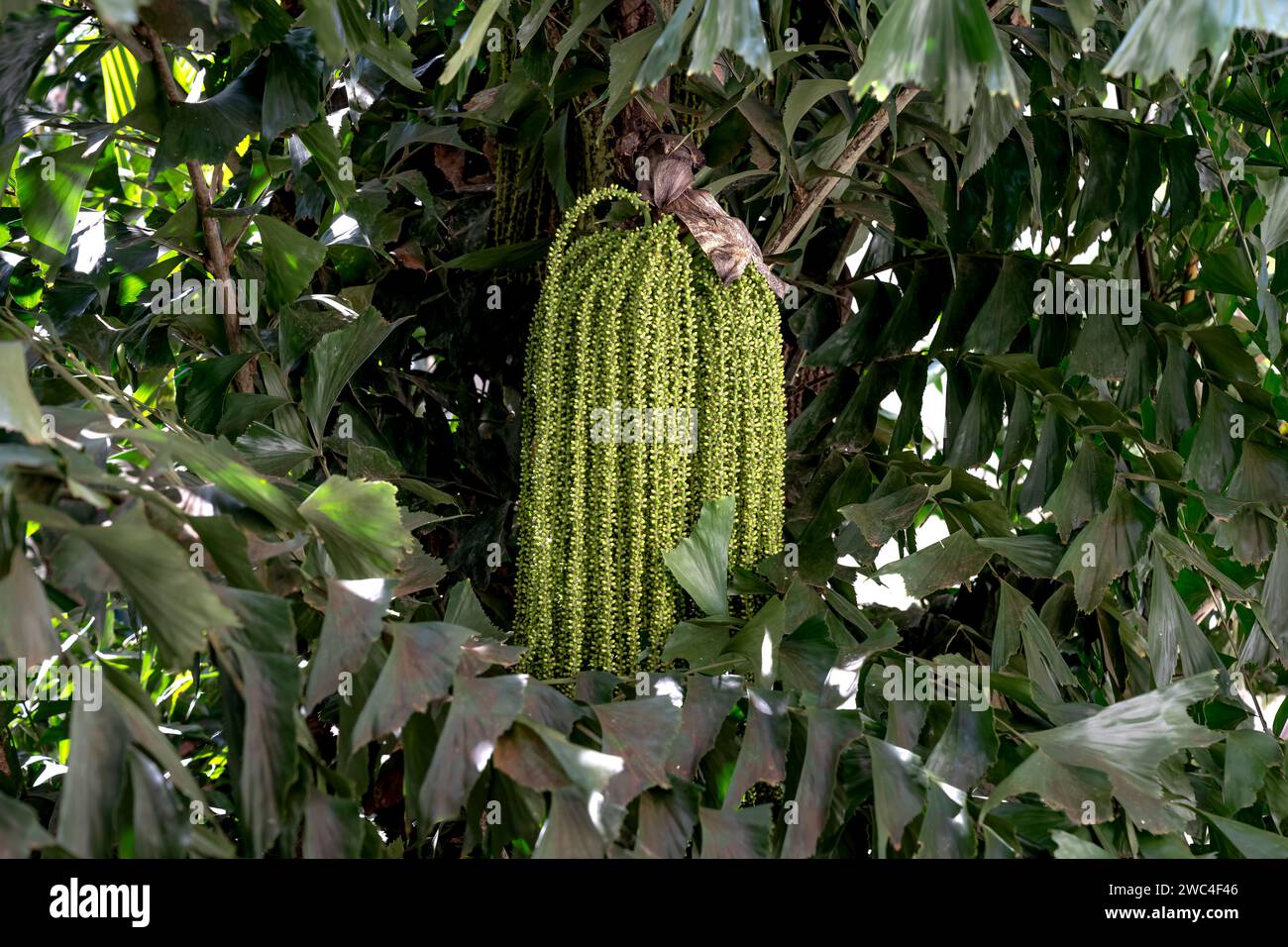 Fishtail palm hi-res stock photography and images - Alamy