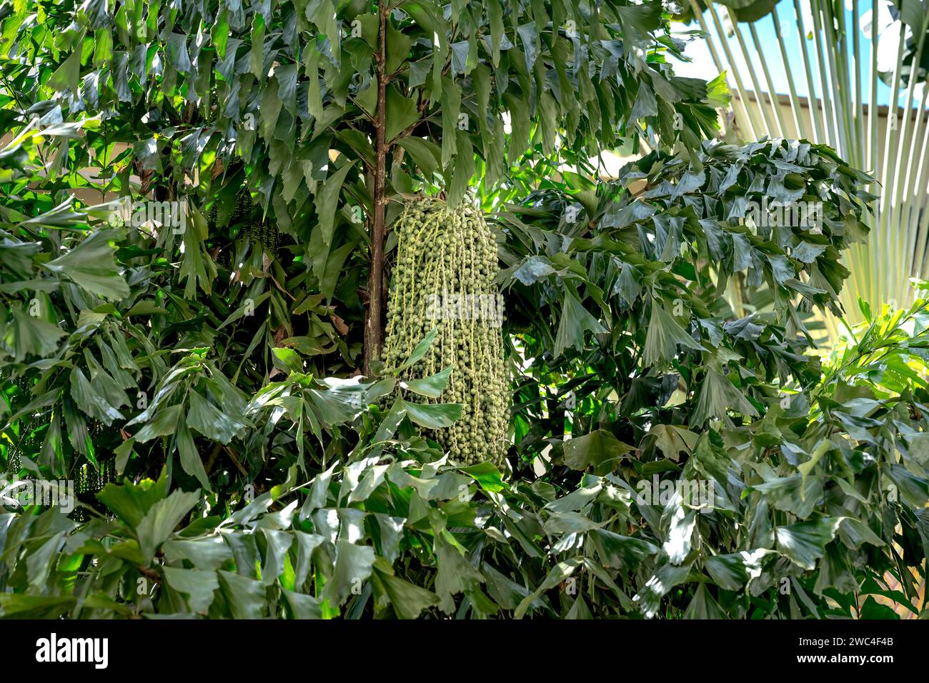 Fishtail palm hi-res stock photography and images - Alamy