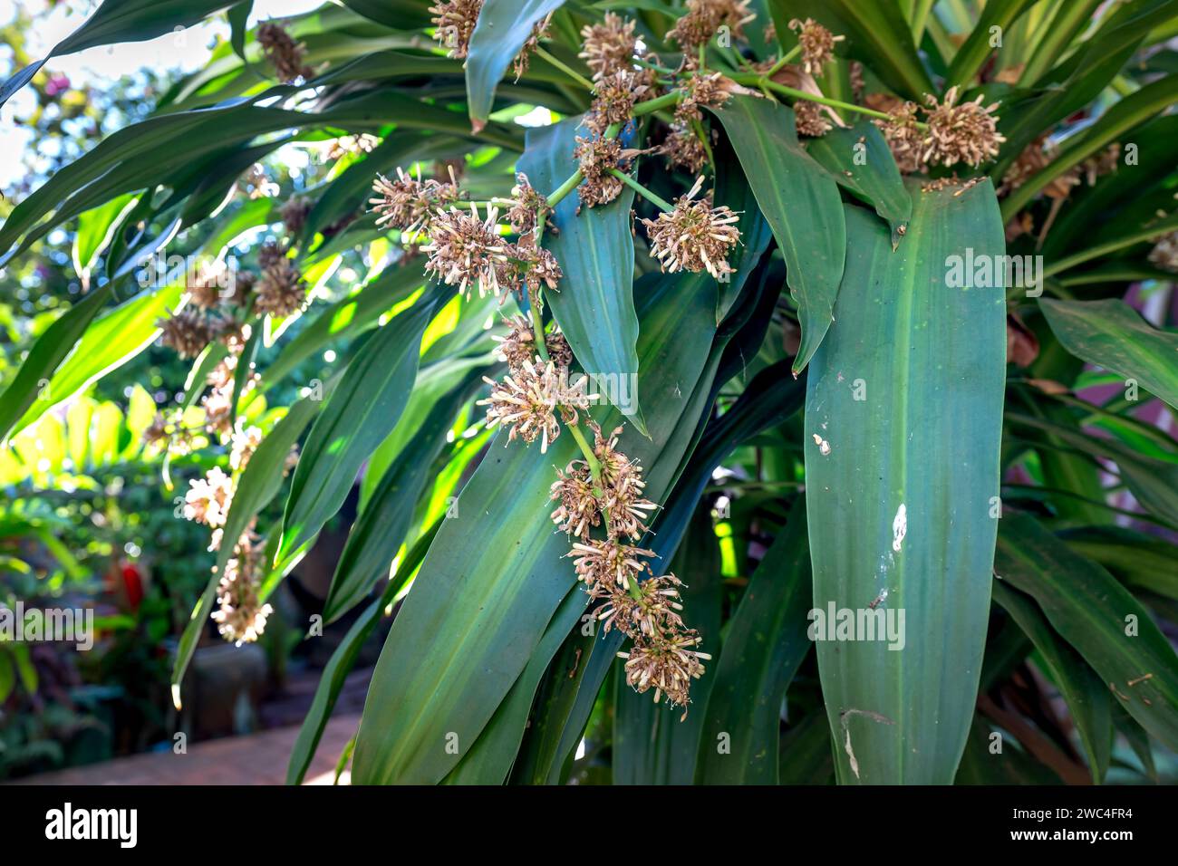 The beauty of Dracaena fragrans Stock Photo - Alamy