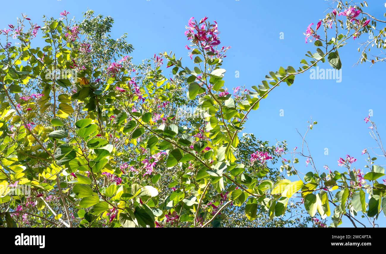 Bauhinia purpurea (Purple Orchid Tree, purple bauhinia, camel's foot ...
