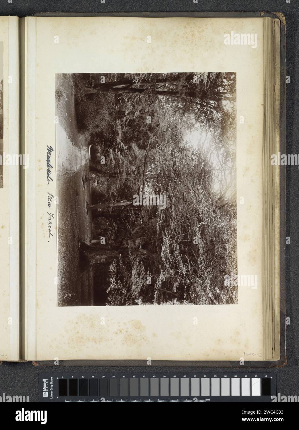 Path in the New Forest, 1899 photograph Part of Reisalbum with photos ...