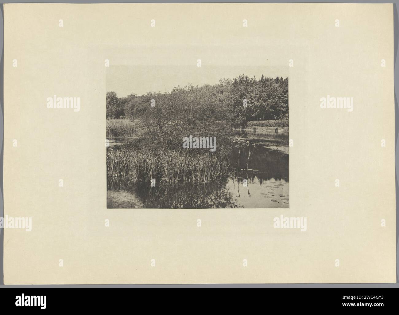 Plants at Lake Commelles, José Dubouloz, c. 1891 - In or Before 1896 ...