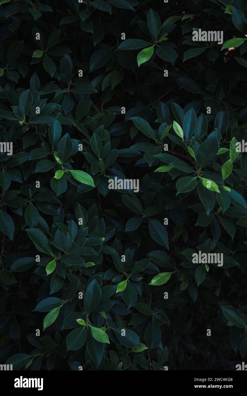 Tiny dark green leaves bush background Stock Photo - Alamy