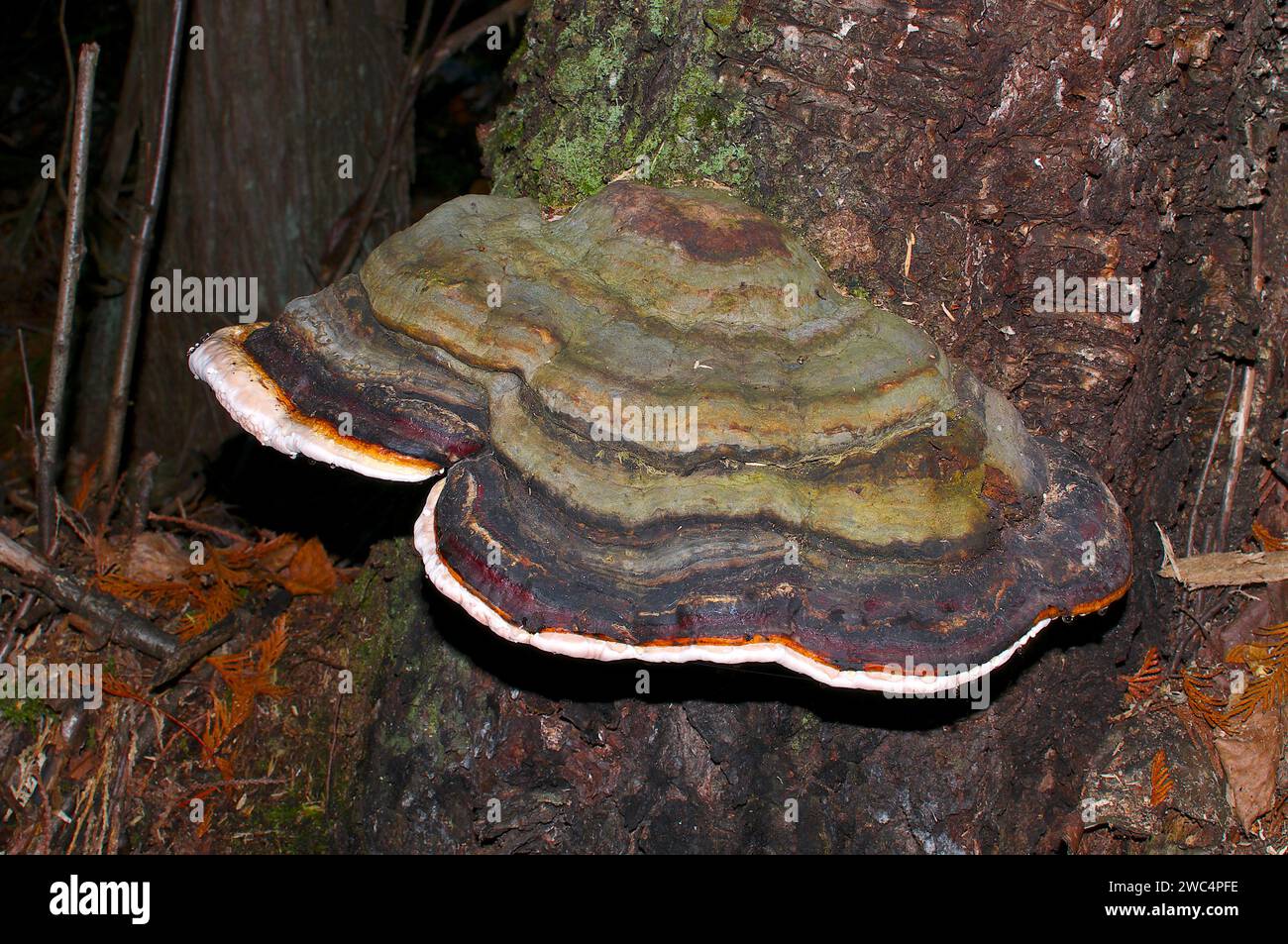 Basidiomycetes basidiomycota hi-res stock photography and images - Alamy