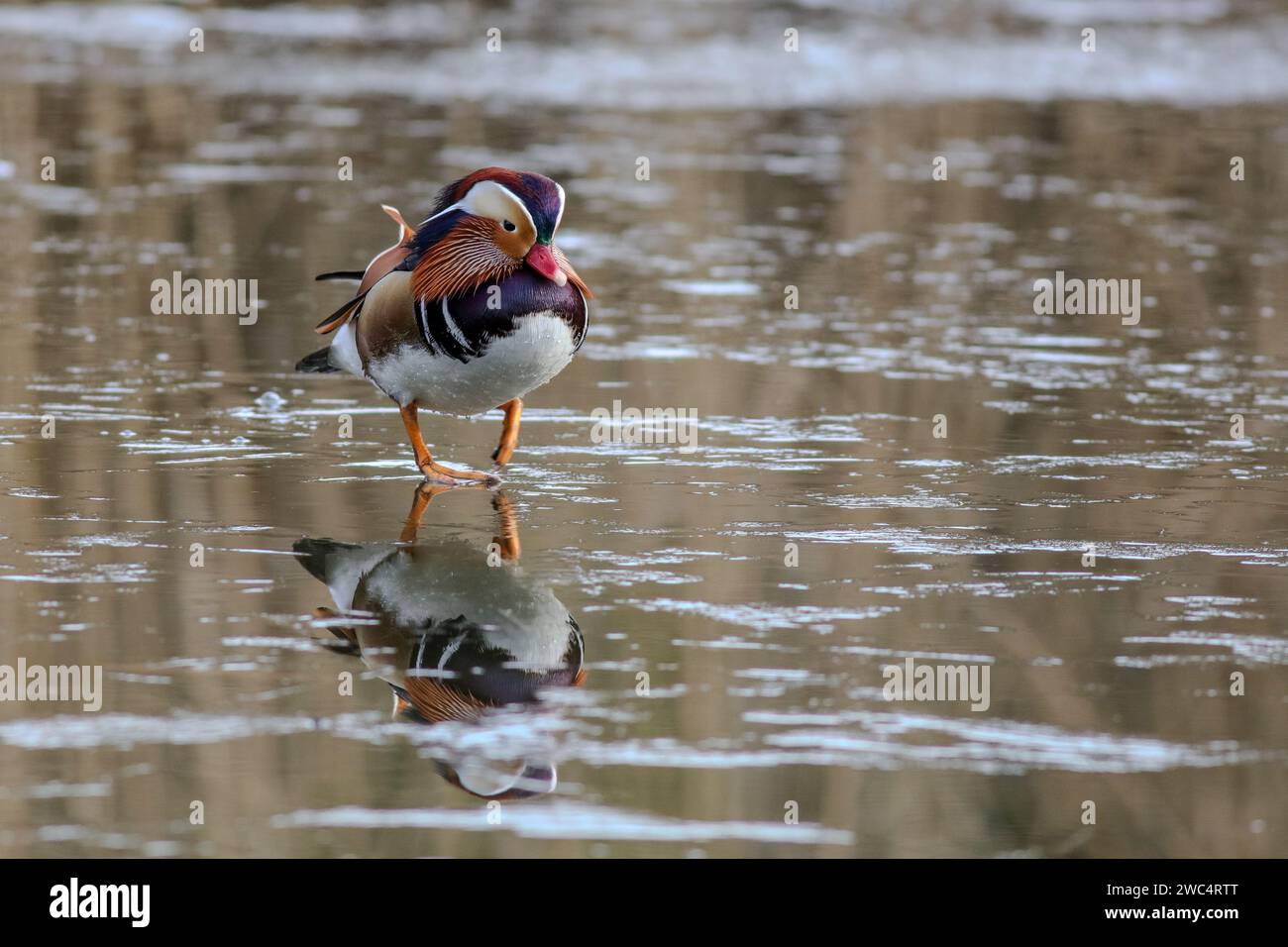 Mandarin Duck on frozen pond Stock Photo - Alamy