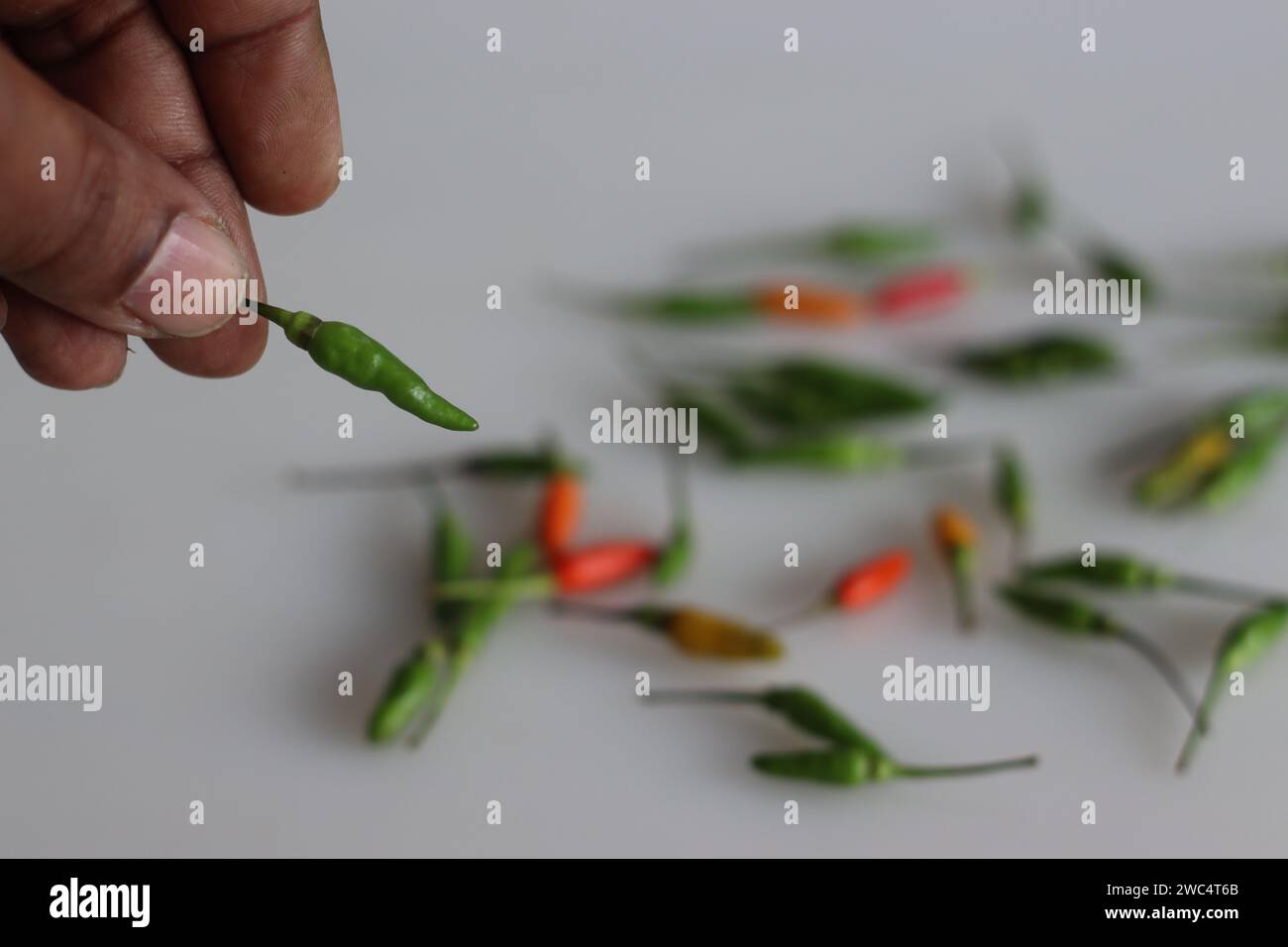 Holding a fresh kanthari pepper or Birds eye chilli in hand. Birds eye ...