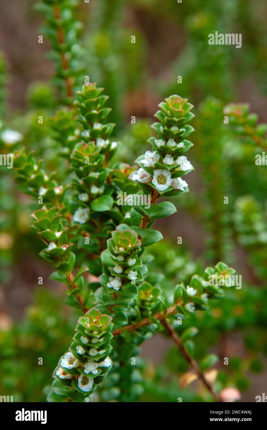 Baeckea imbricata hi-res stock photography and images - Alamy