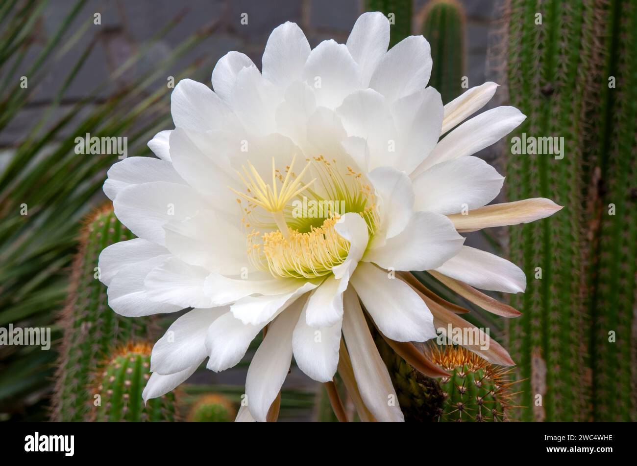 Sydney Australia, close-up of large white flower of a soehrensia ...