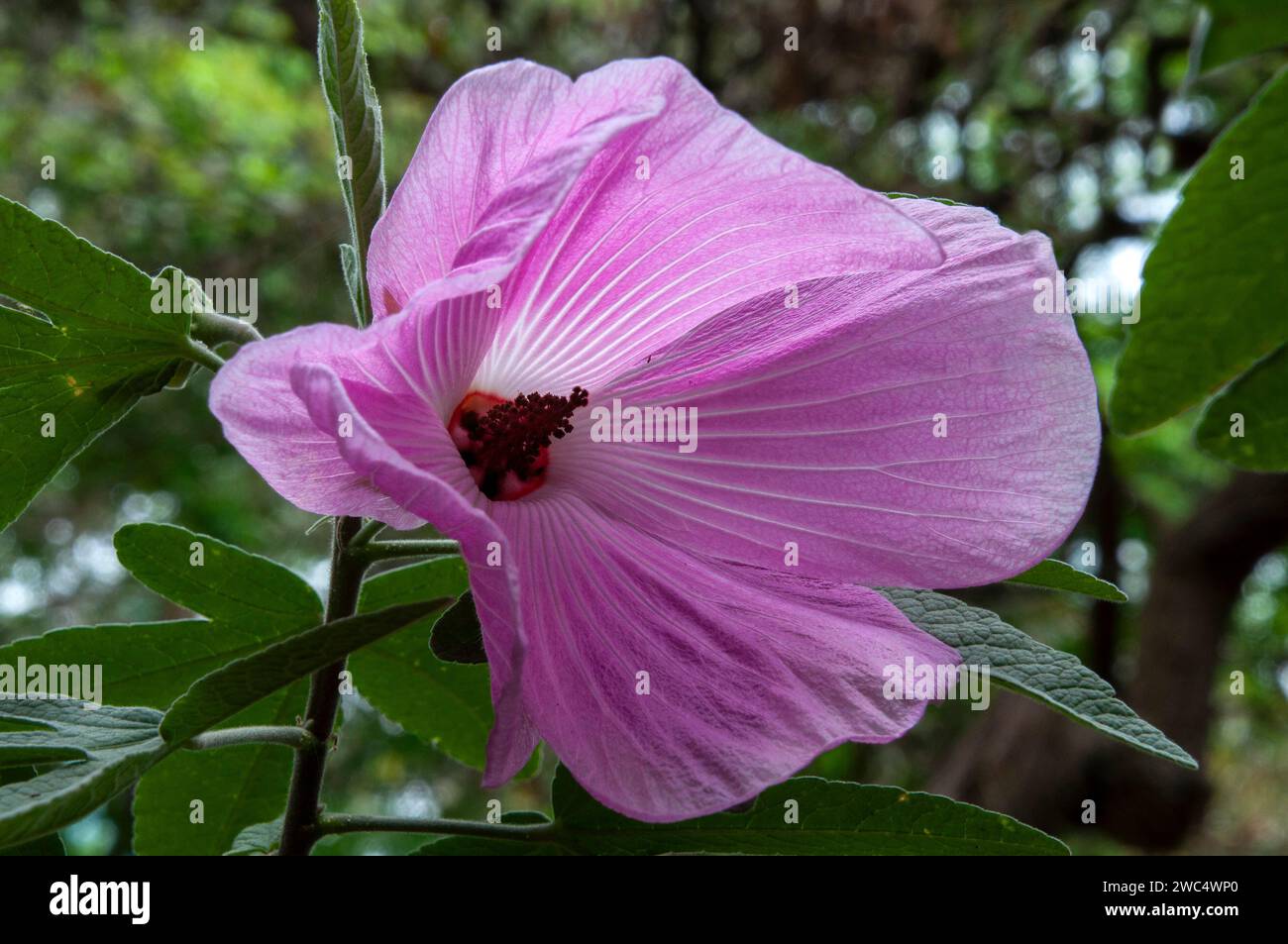 Sydney Australia, pink flowering native hibiscus 'barambah creek' Stock ...