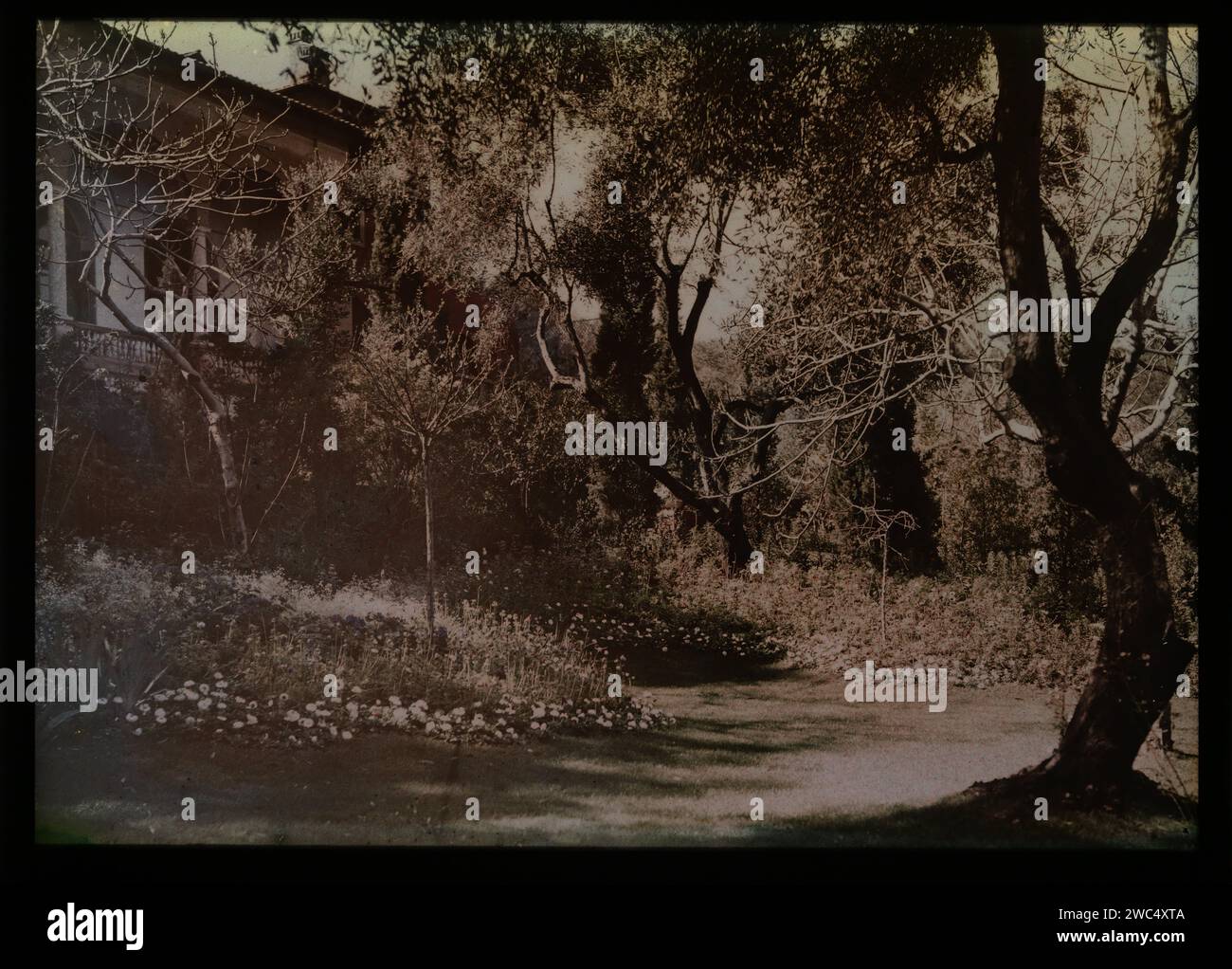 Path lined with trees and shrubs, leading to a house, c. 1910 - c. 1940 ...