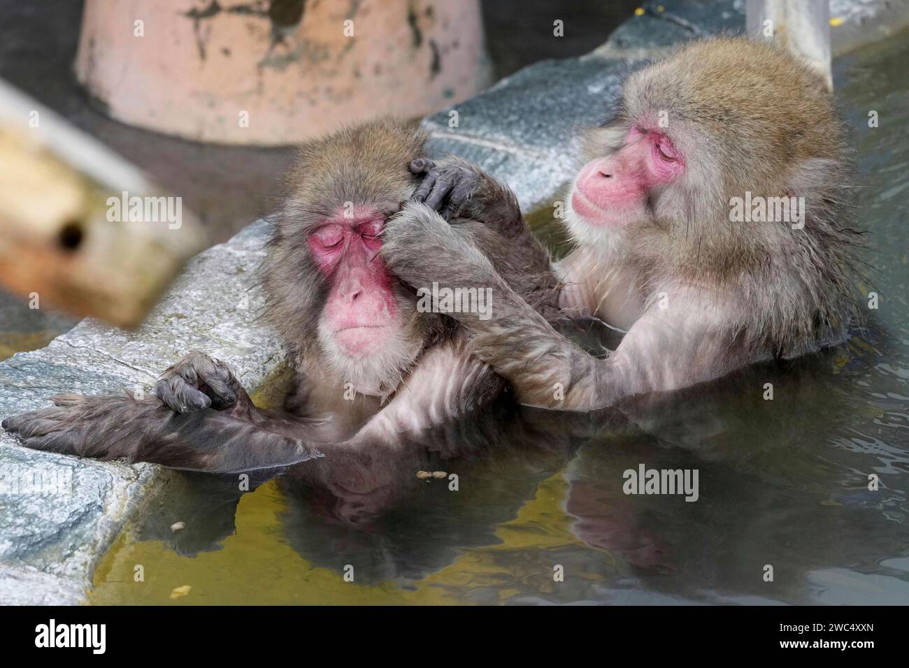 Japanese monkeys soak in a hot spring at a Hakodate Tropical Botanical ...