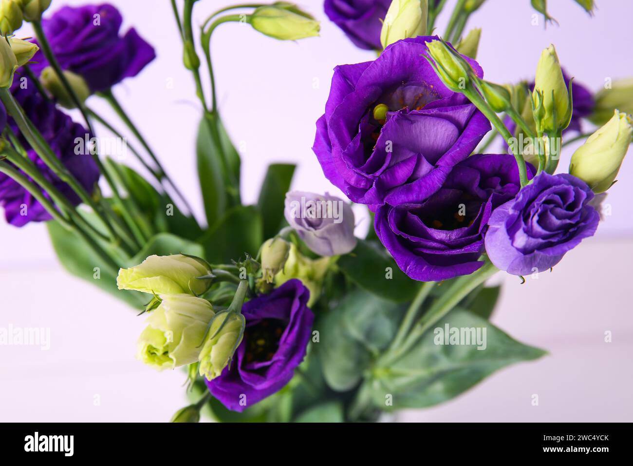 Eustoma flowers on lilac background Stock Photo - Alamy