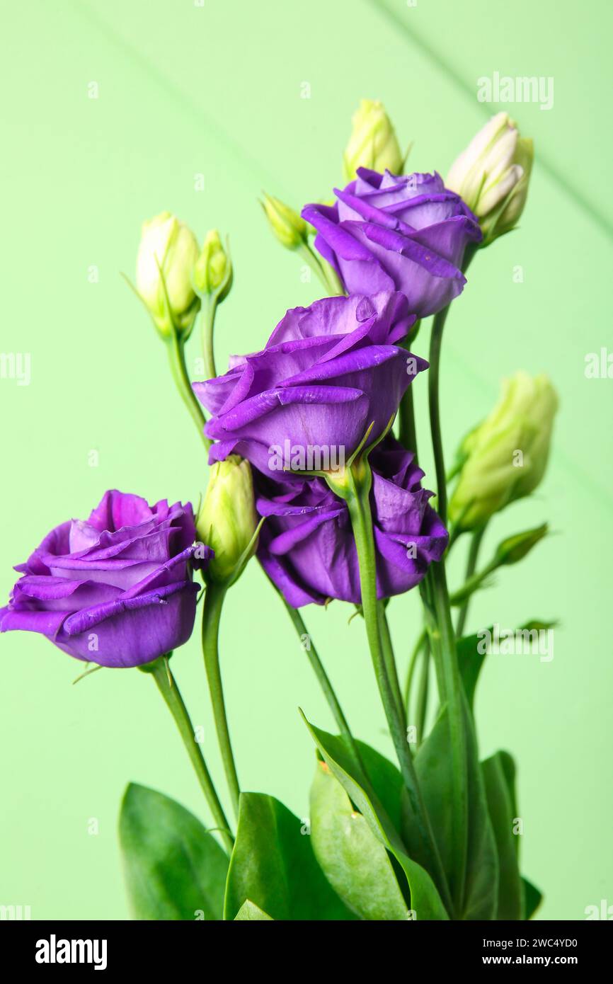 Eustoma flowers on green background Stock Photo - Alamy