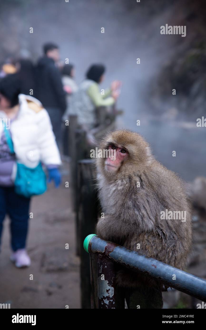 Snow monkeys at Jigokudani Yaen Koen during early winter Stock Photo ...