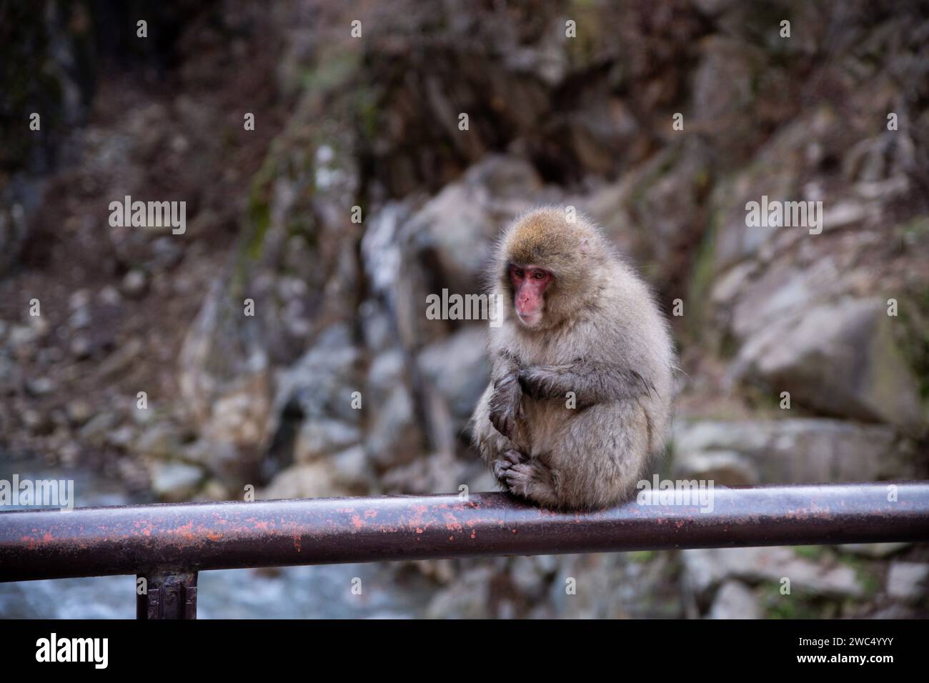 Snow monkeys at Jigokudani Yaen Koen during early winter Stock Photo ...