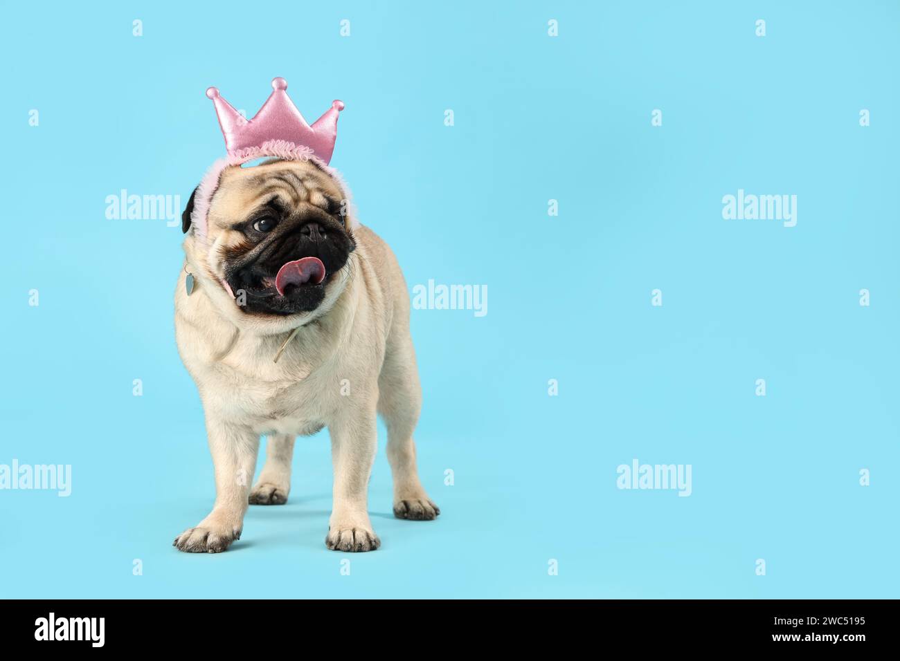 Cute pug dog with crown on blue background Stock Photo - Alamy