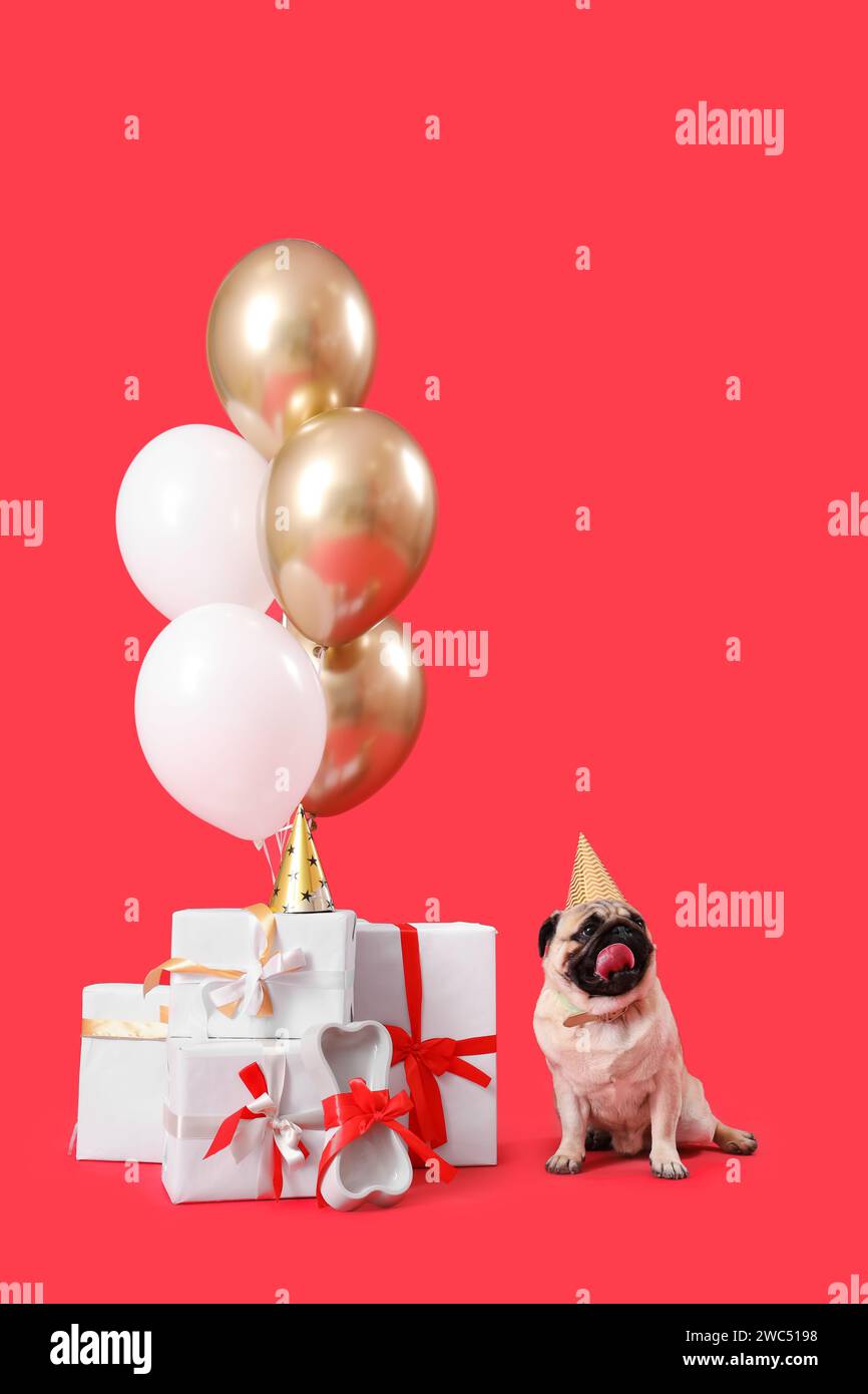 Cute pug dog with birthday hats, gifts and air balloons on red ...