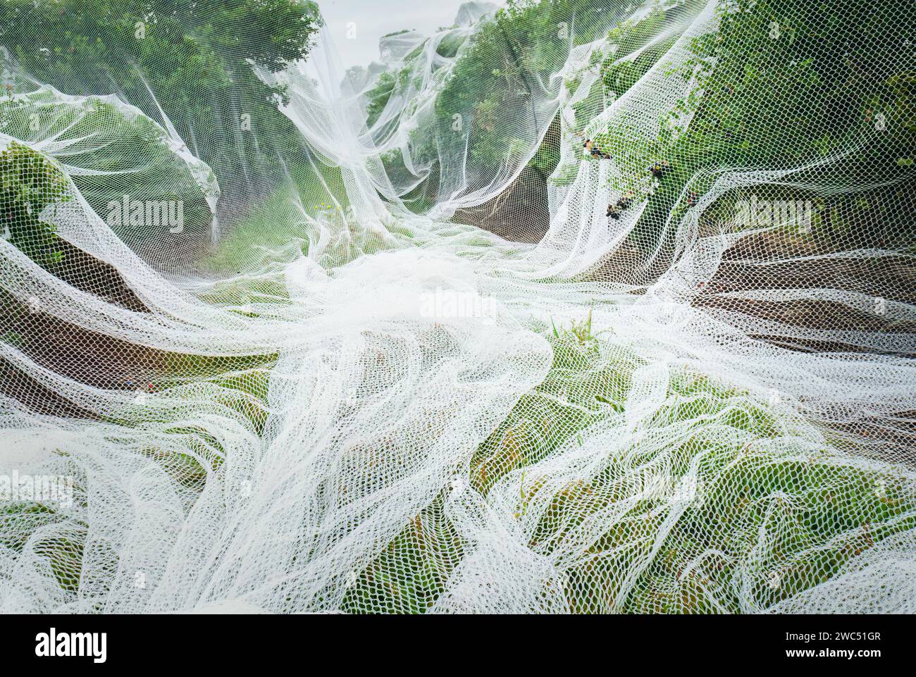 Protection bird netting covering blueberry plants Stock Photo - Alamy