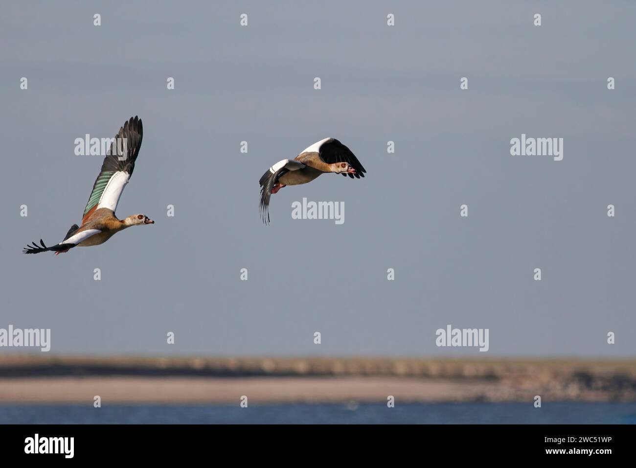 Egyptian goose in flight over Douro river, north of Portugal Stock ...